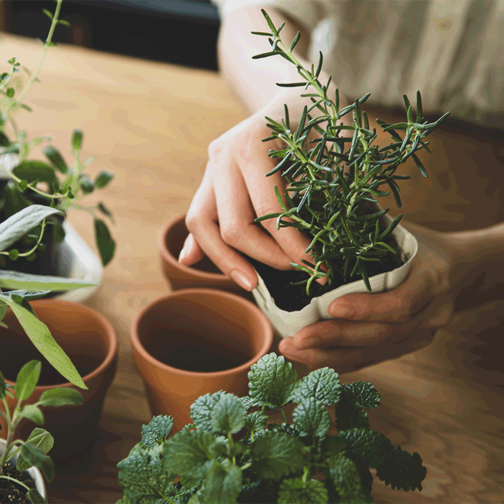 Blooming Delights: 12 Must-Have Gifts for Plant Lovers – Animi Causa